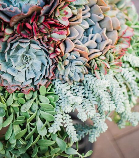 Succulents – In Succulent Love