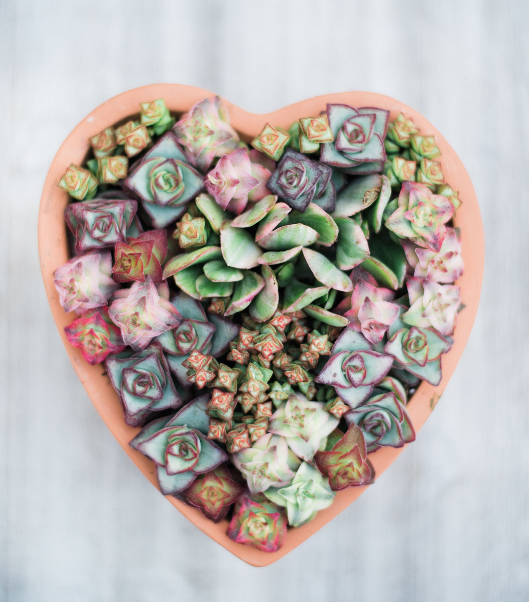 Valentine's Collection – In Succulent Love