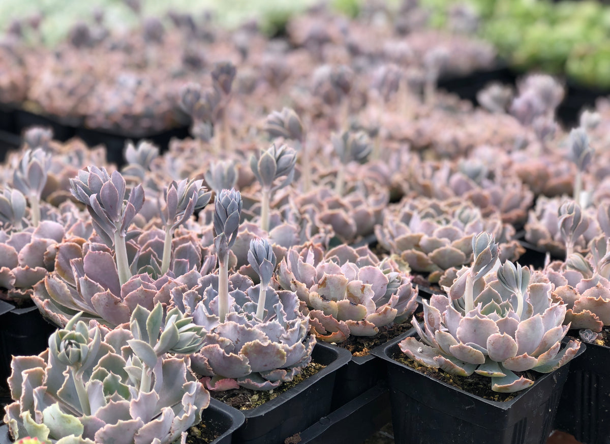 Summer Specials – In Succulent Love