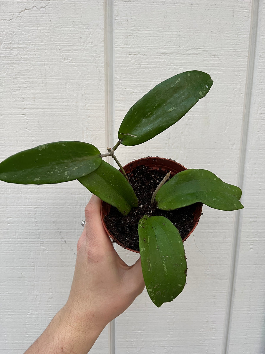 Hoya Rigida – In Succulent Love