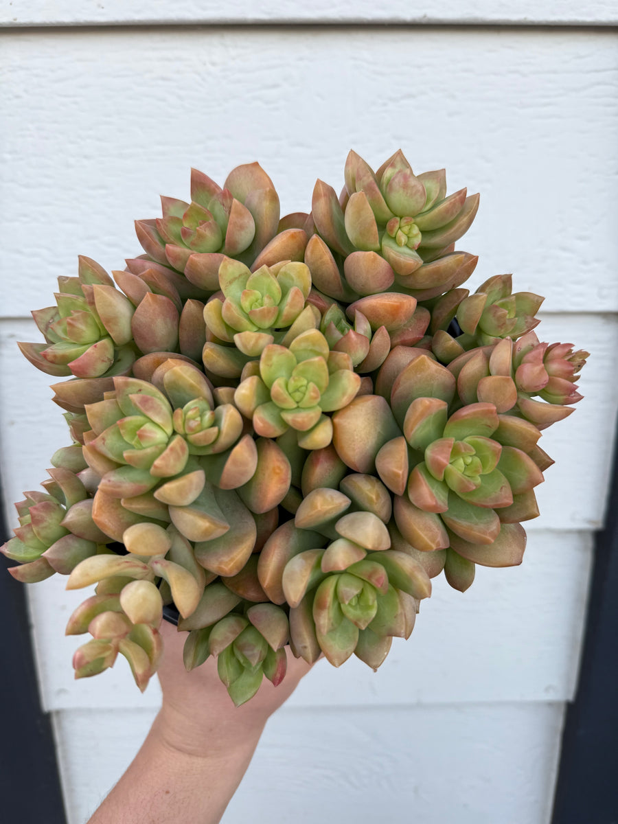 Sedum Adolphi ‘Golden Glow’ – In Succulent Love