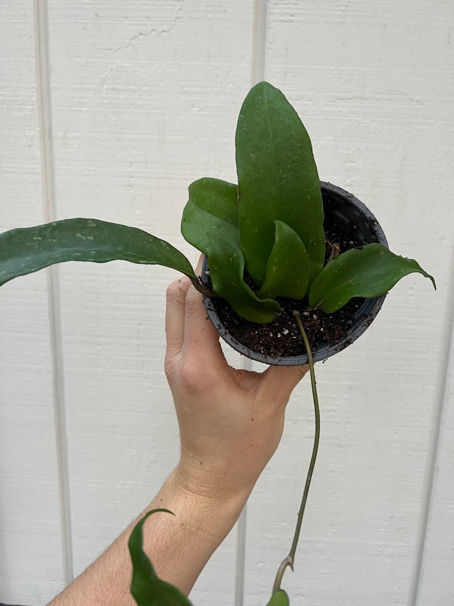 Hoya Rigida – In Succulent Love