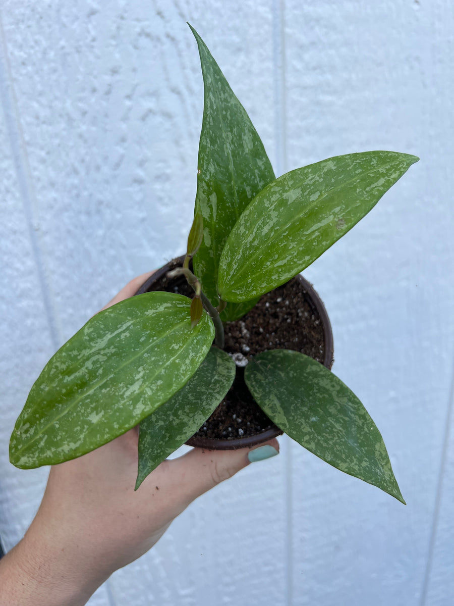 Hoya Rangsan – In Succulent Love