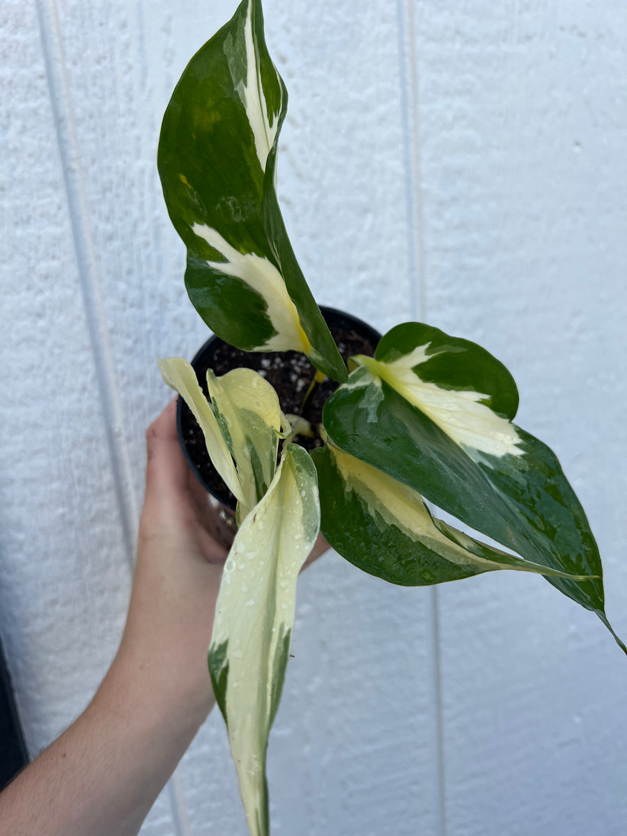 Pothos Manjula Mutant (Epipremnum) – In Succulent Love