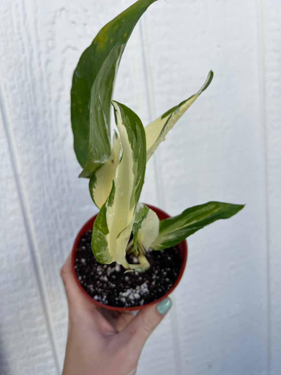 Pothos Manjula Mutant (Epipremnum) – In Succulent Love