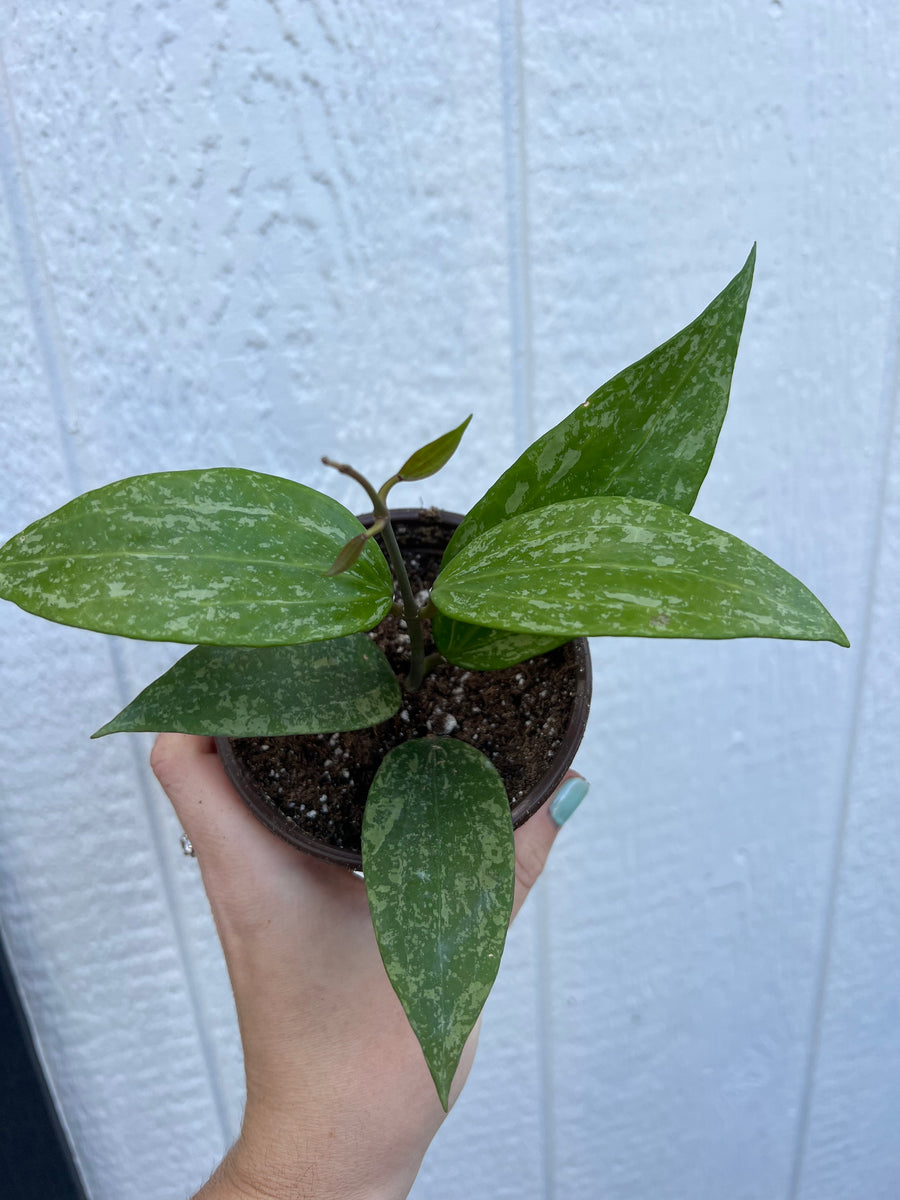 Hoya Rangsan – In Succulent Love