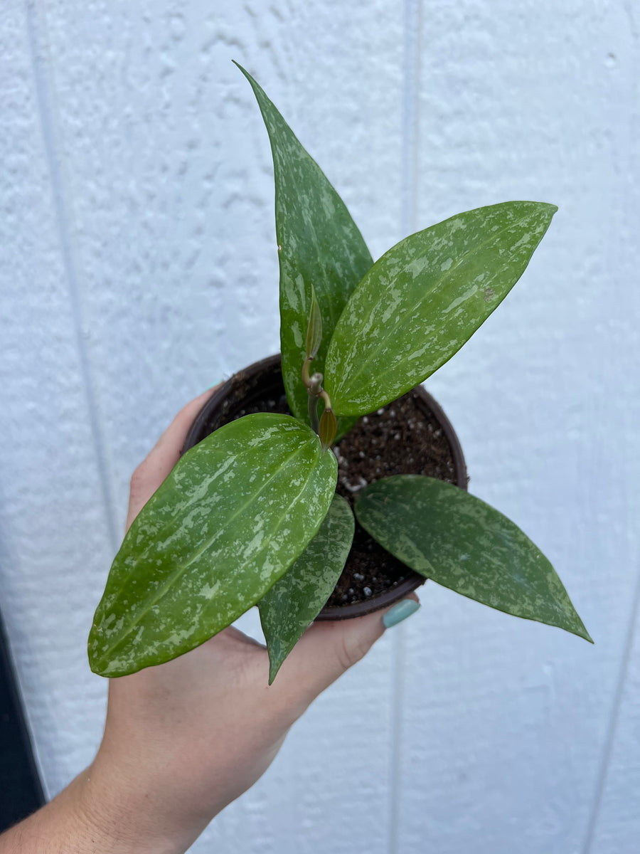 Hoya Rangsan – In Succulent Love