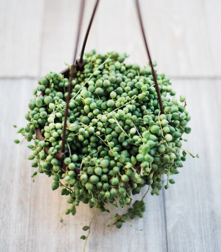 Senecio String of Pearls (Senecio Rowleyanus) – In Succulent Love