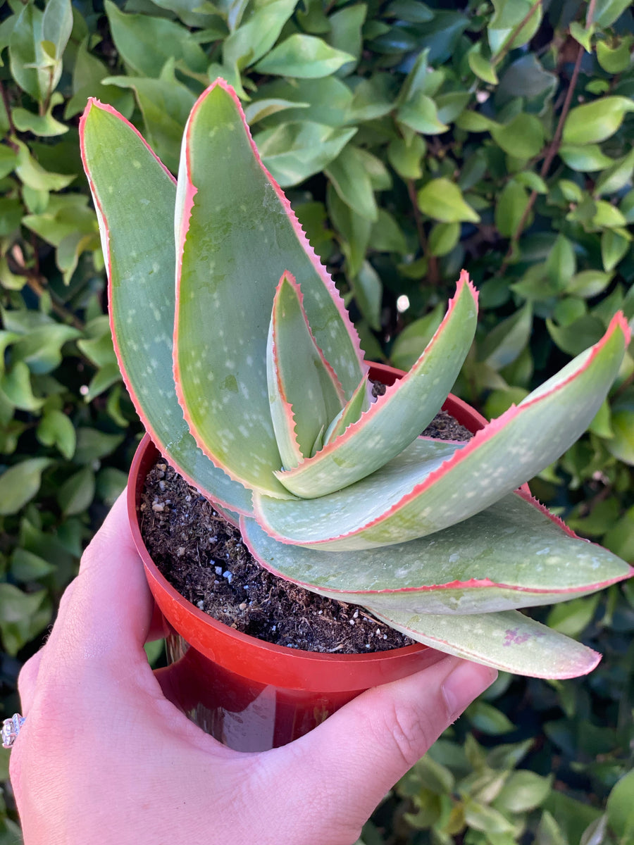 Coral Aloe - Aloe Striata – In Succulent Love