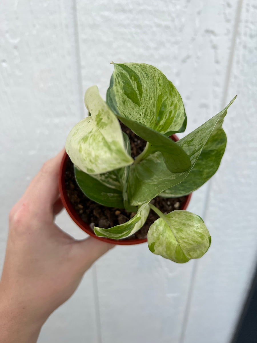 Pothos Manjula – In Succulent Love