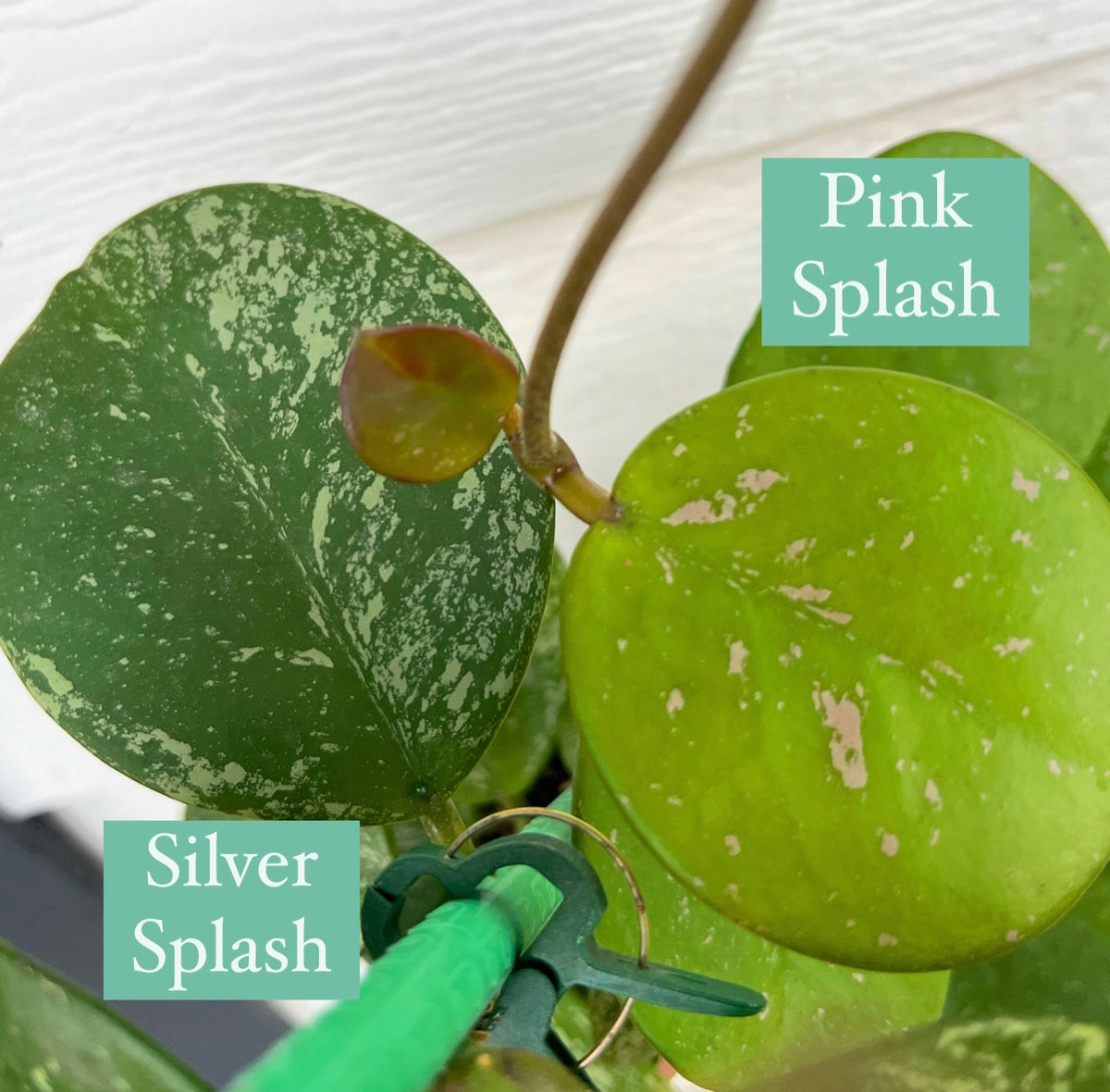 Hoya Pink Splash Obovata – In Succulent Love