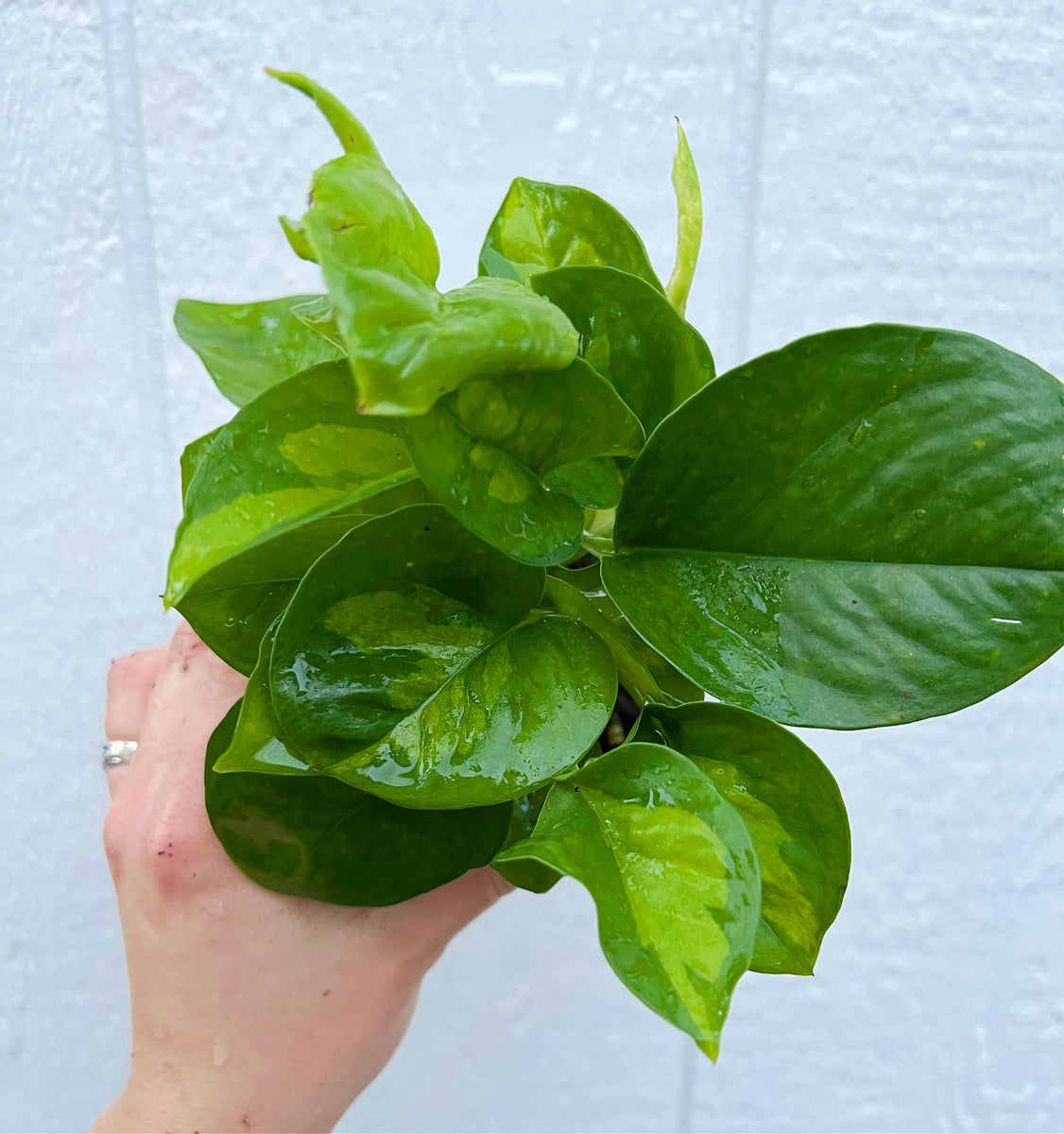 Pothos Global Green – In Succulent Love