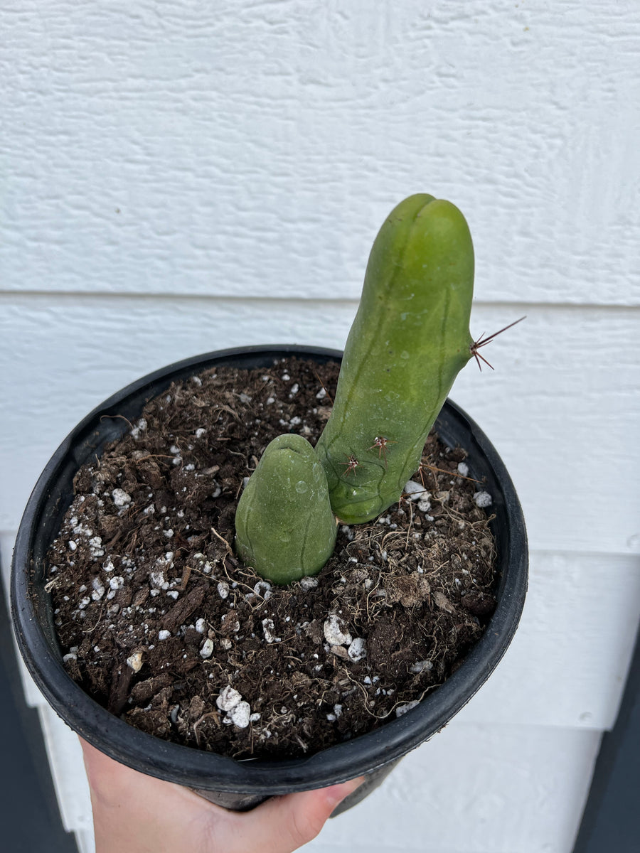 Penis Cactus (Trichocereus Bridgesii Monstrose) – In Succulent Love