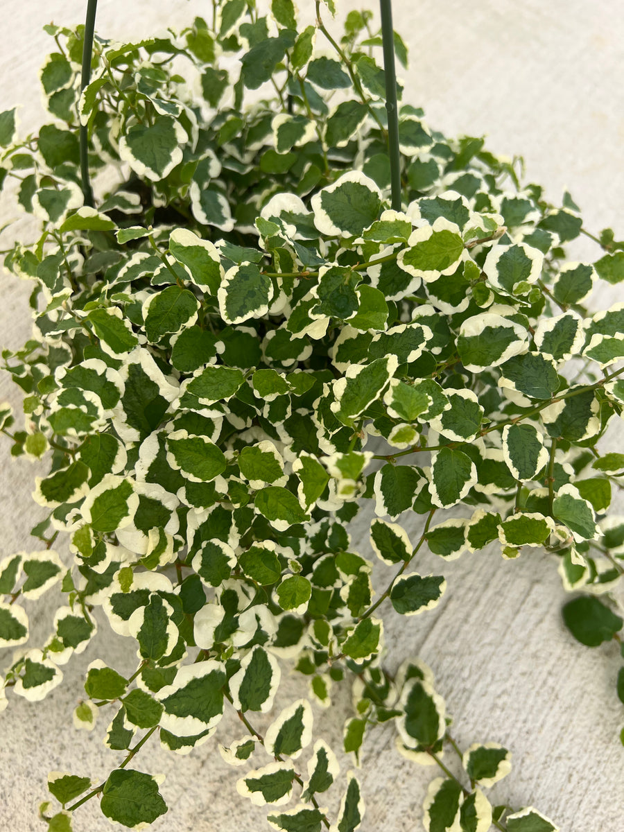 Ficus Variegated Creeping Fig (Ficus Repens Variegated) – In Succulent Love