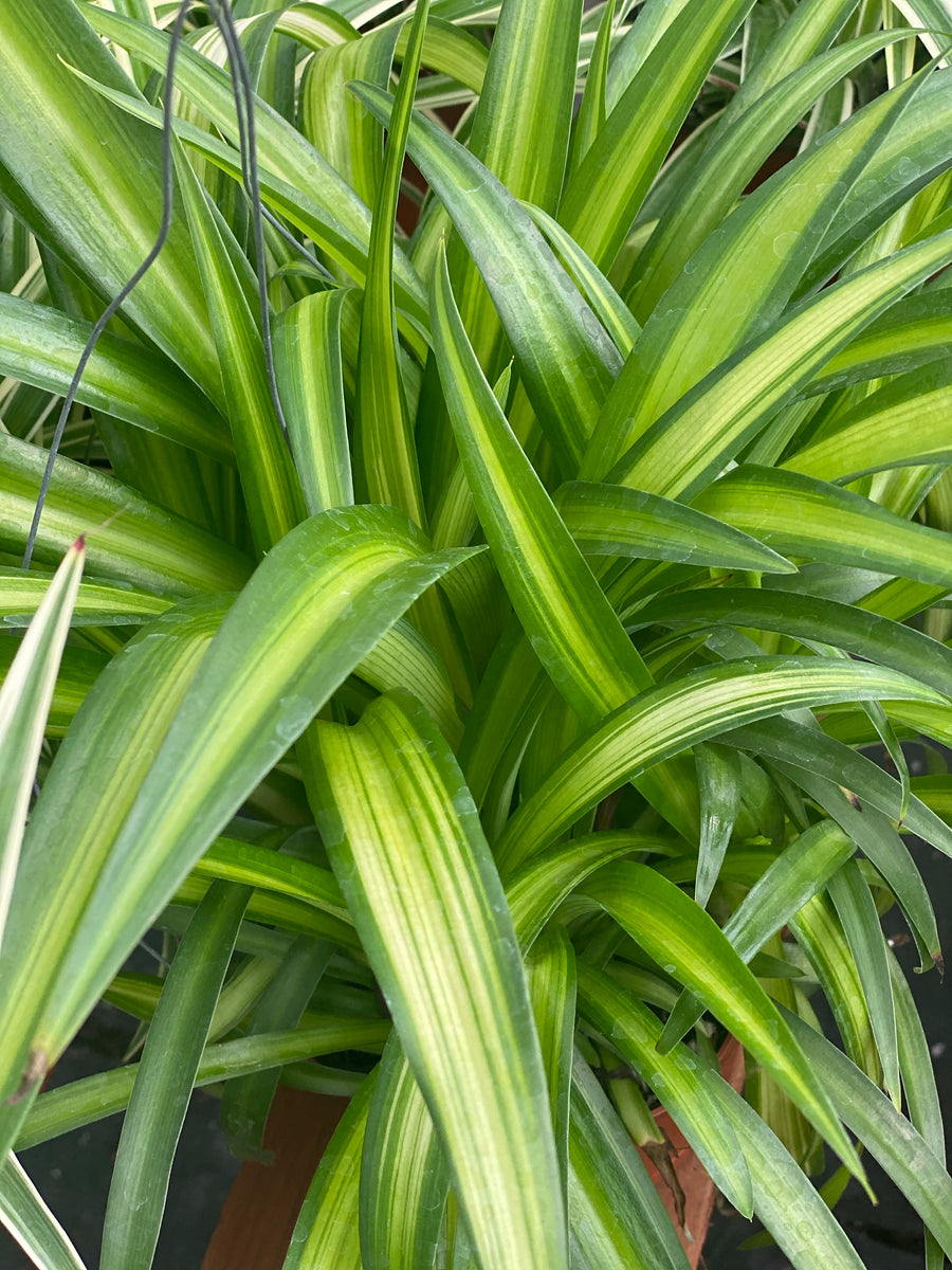 Chlorophytum Hawaiian Spider Plant ( Green Variegated ) – In Succulent Love