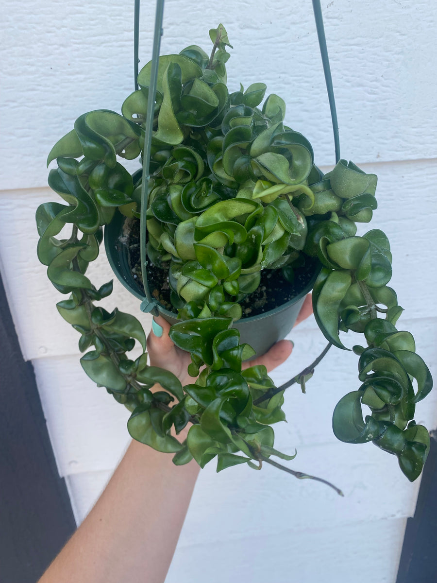 Hoya Carnosa Compacta Hindu Rope – In Succulent Love