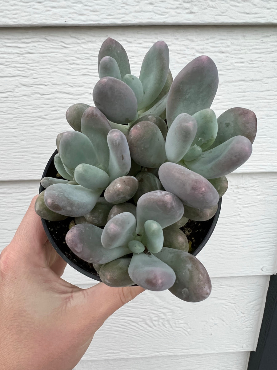 Blue Moonstones Pachyphytum Oviferum – In Succulent Love