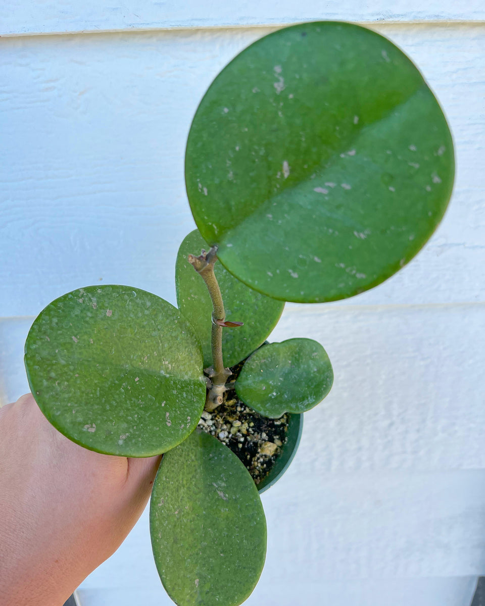 Hoya Pink Splash Obovata – In Succulent Love