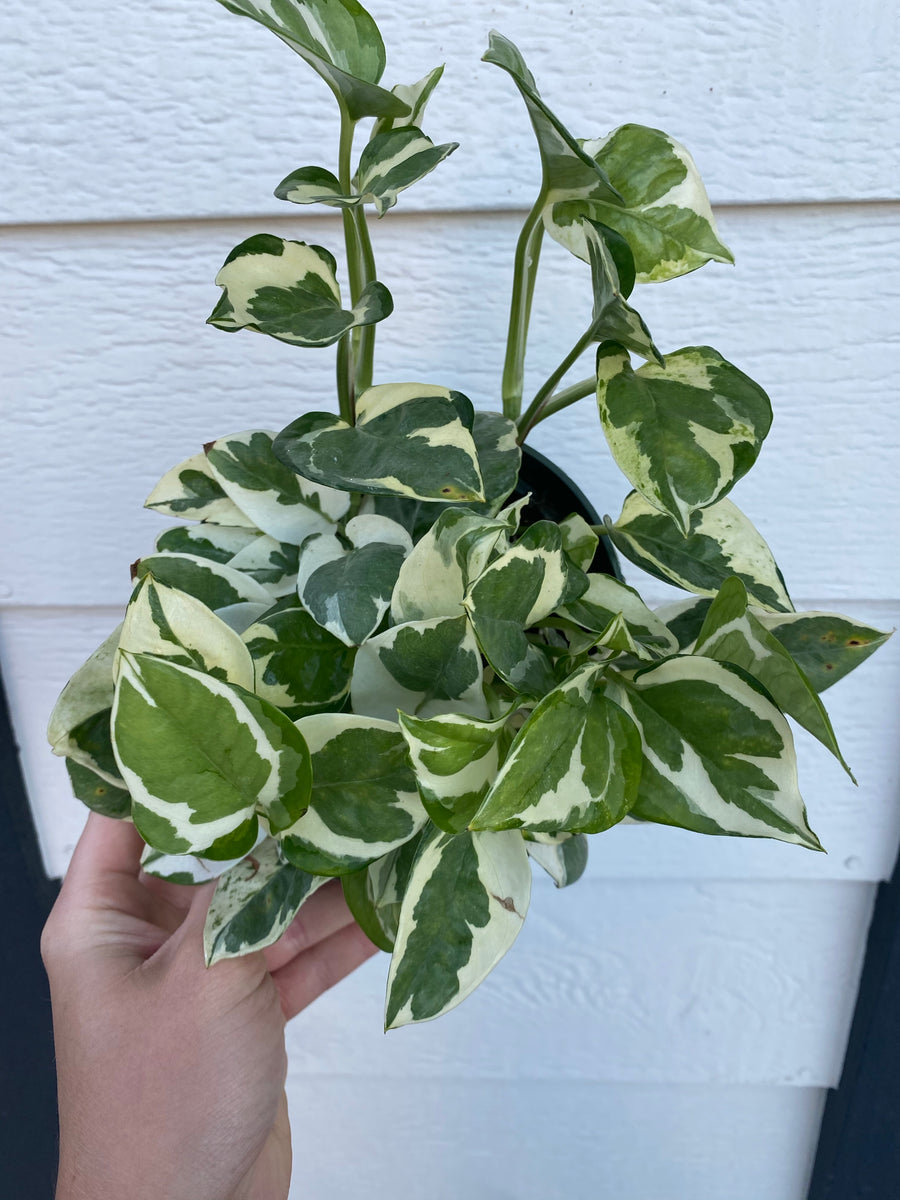 Pothos N’Joy – In Succulent Love