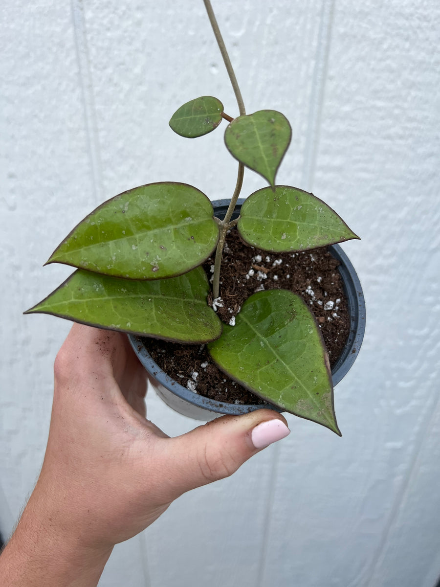 Hoya Parasitica Black Margin – In Succulent Love