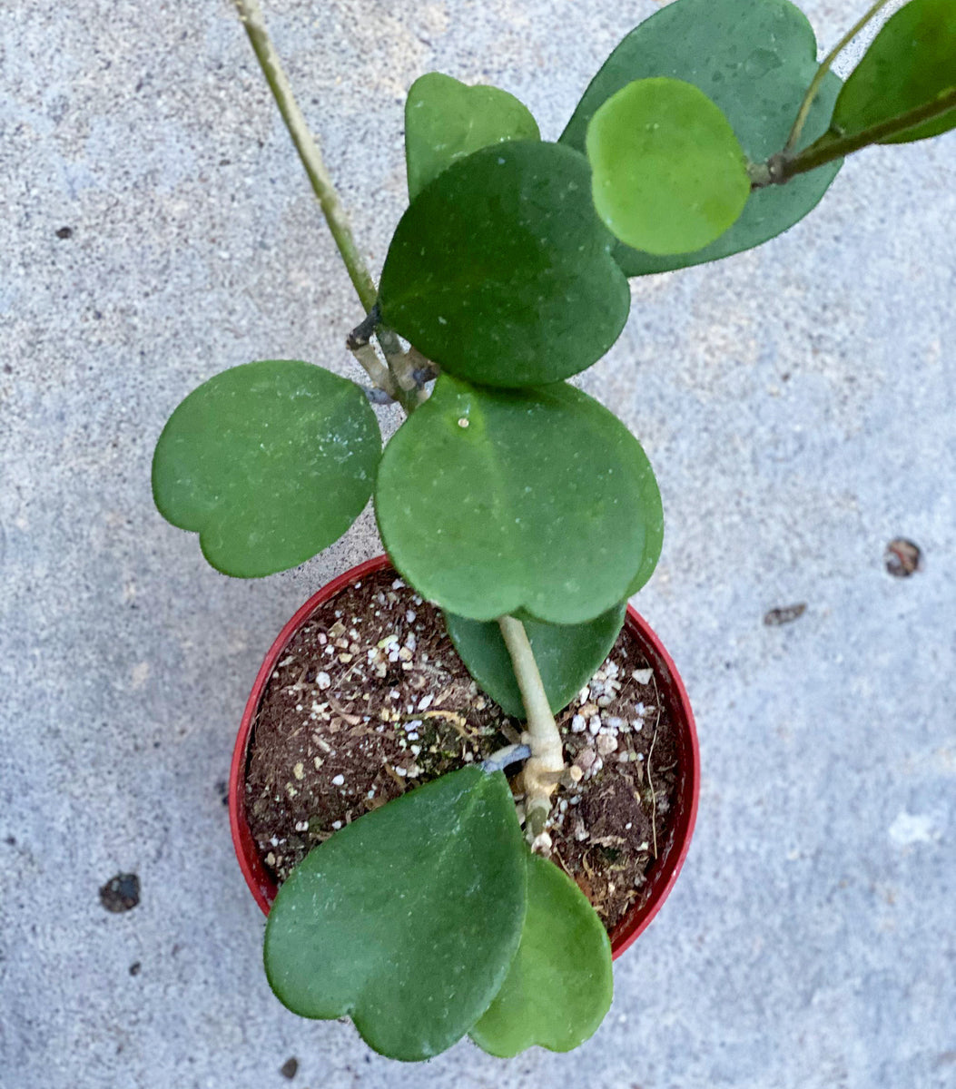 Hoya Kerrii Green Heart – In Succulent Love