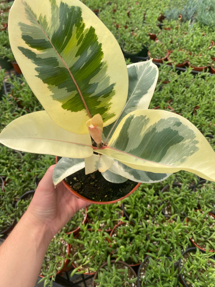 Ficus Tineke Tricolor (Variegated Rubber Tree) – In Succulent Love