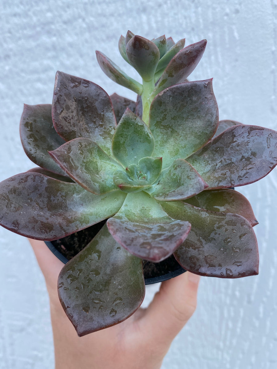 Echeveria Jessica – In Succulent Love