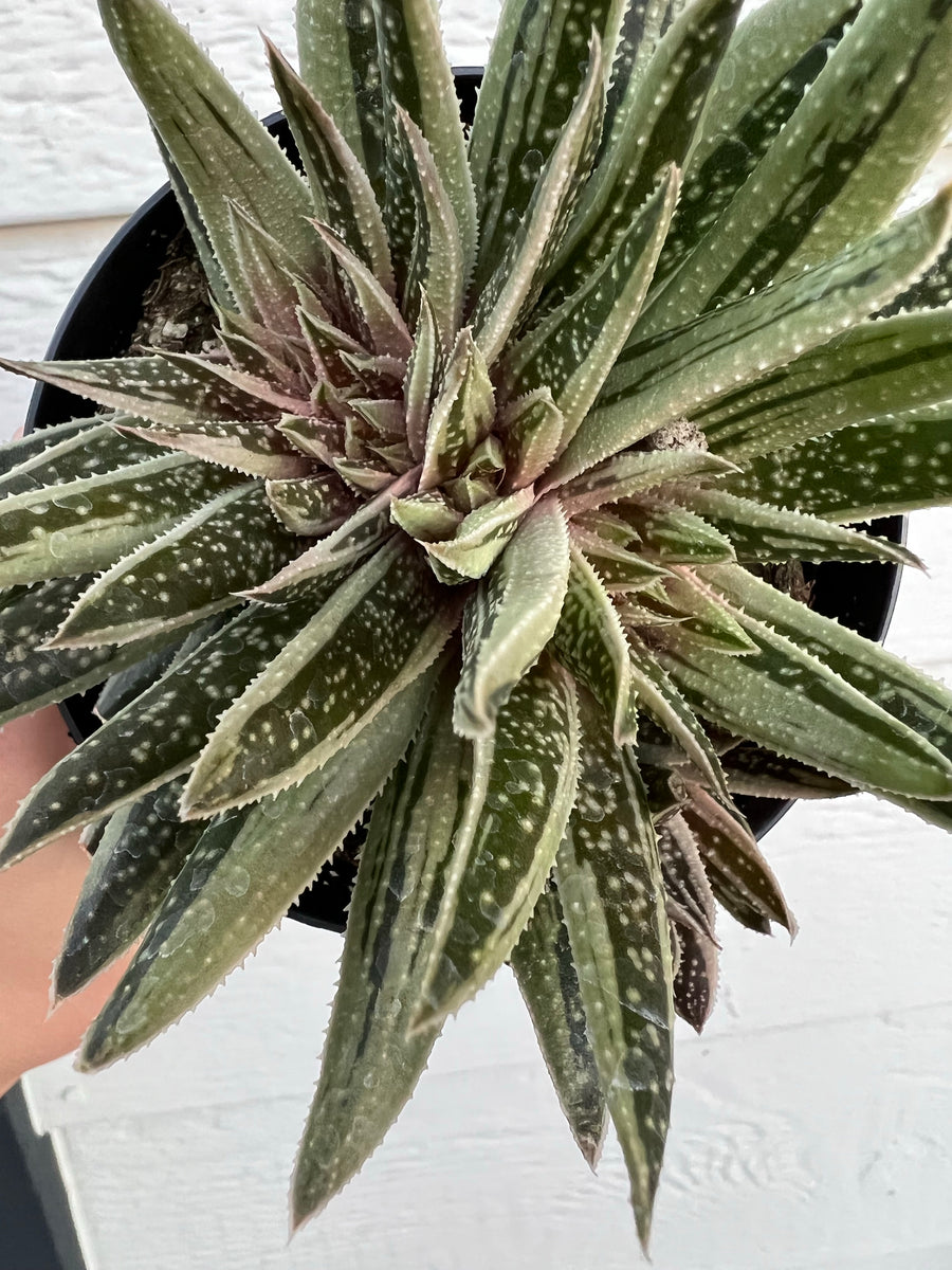 Variegated Gasteraloe *possibly crested* #2 – In Succulent Love