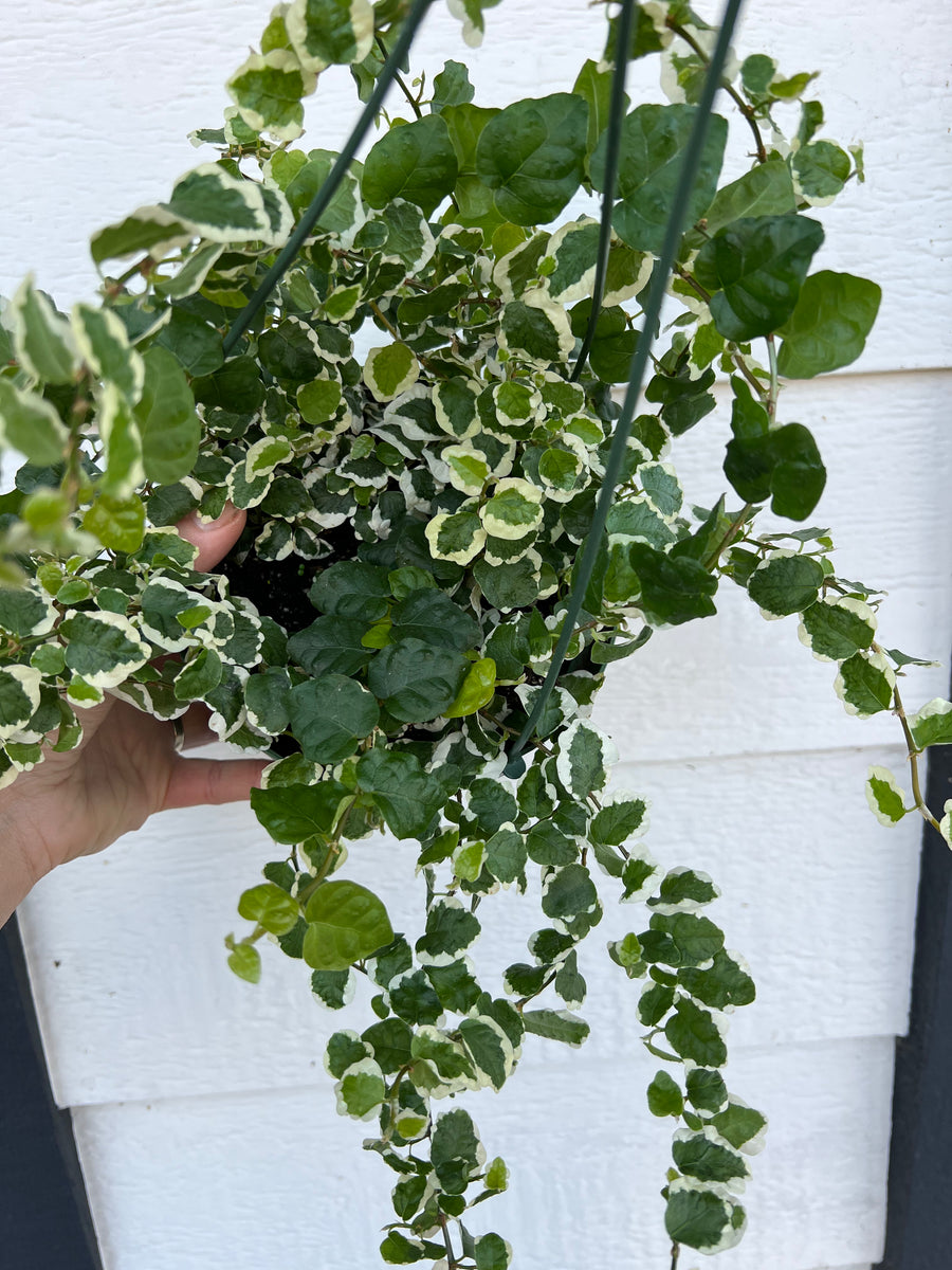Ficus Variegated Creeping Fig (Ficus Repens Variegated) – In Succulent Love