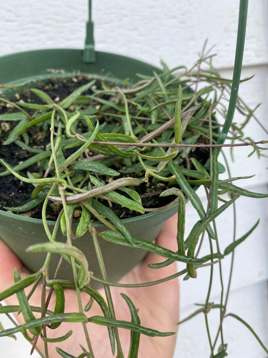 Ceropegia Linearis ‘String of Needles’ – In Succulent Love