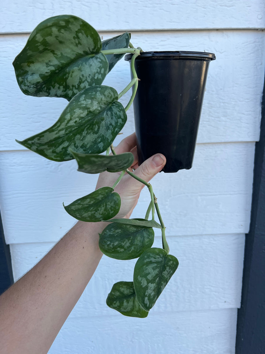 Scindapsus Pictus Silver Splash Pothos – In Succulent Love