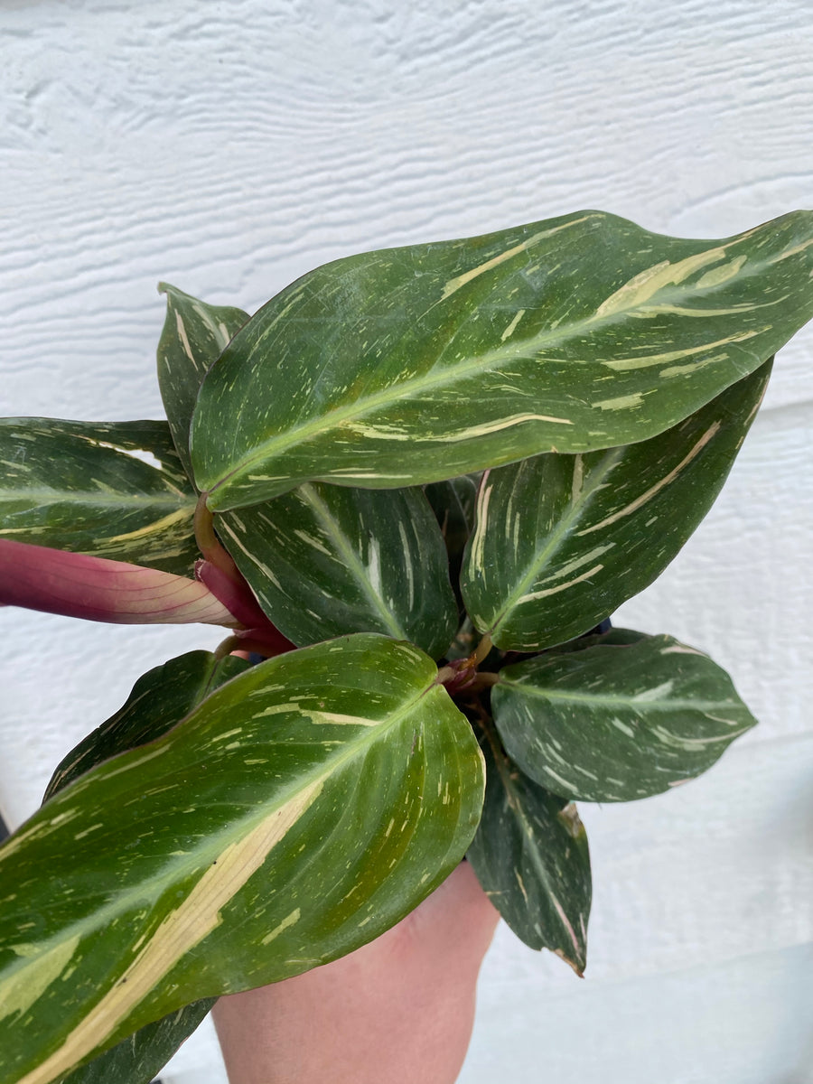 Stromanthe Magic Star Calathea – In Succulent Love
