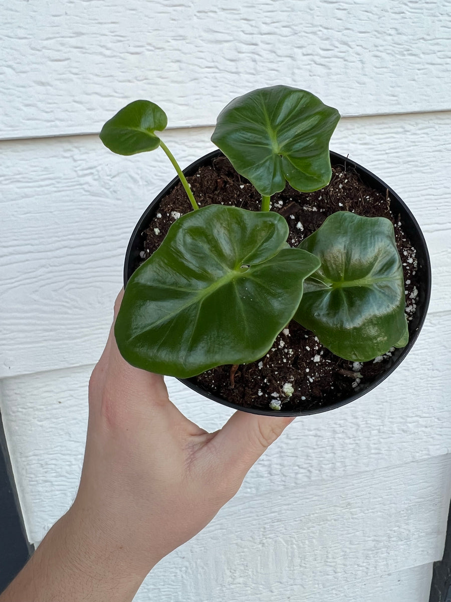 Philodendron Atom – In Succulent Love