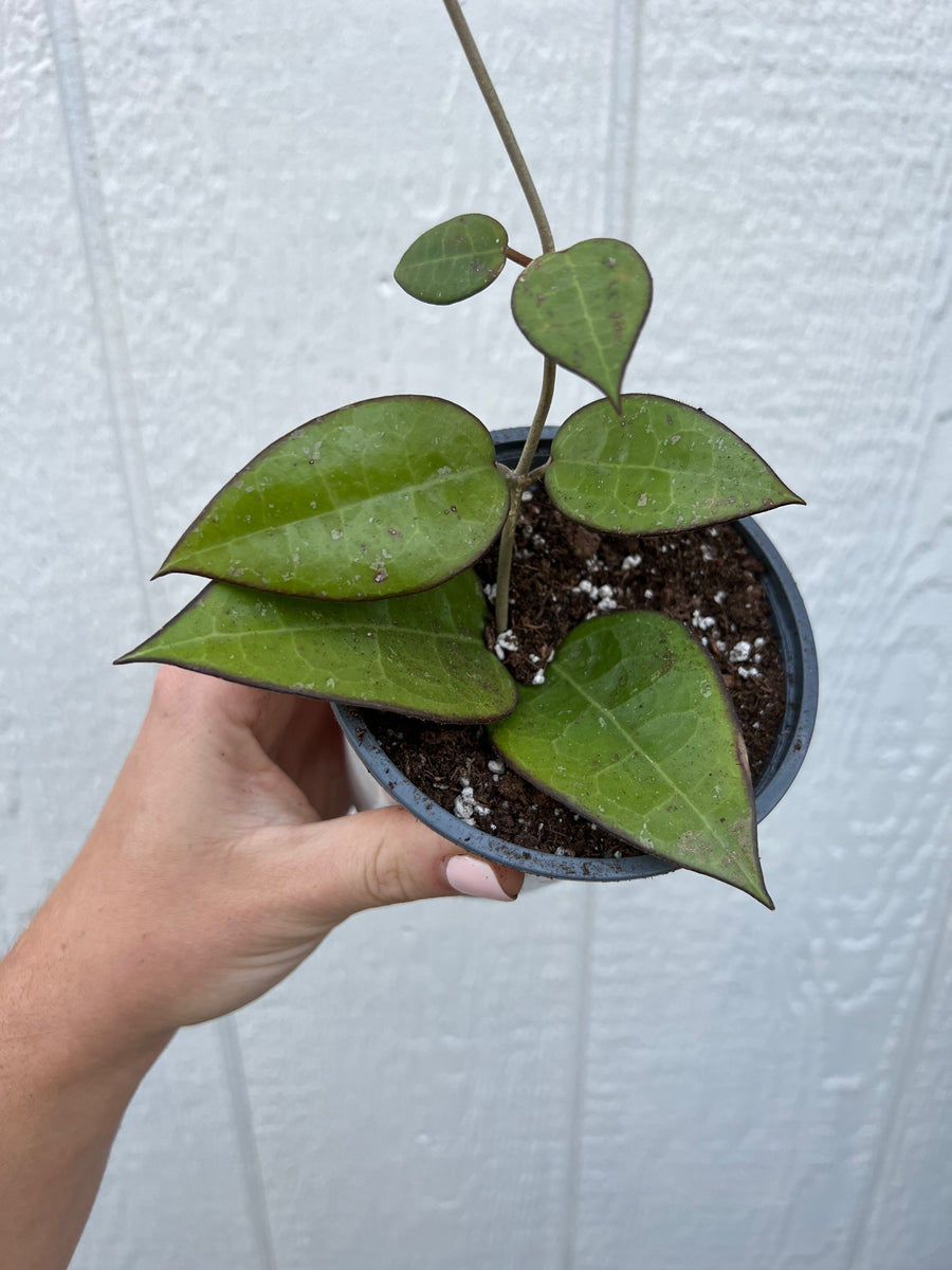 Hoya Parasitica Black Margin – In Succulent Love