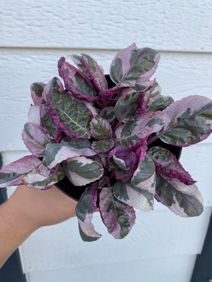 Pink Snow White Waffle Plant – In Succulent Love