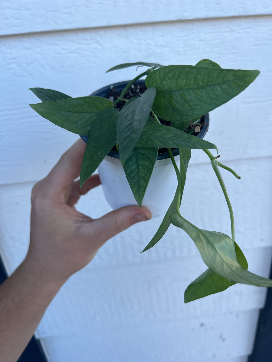 Cebu Blue Pothos – In Succulent Love