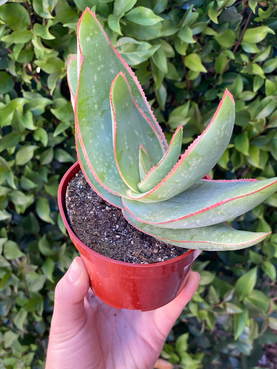 Coral Aloe - Aloe Striata – In Succulent Love