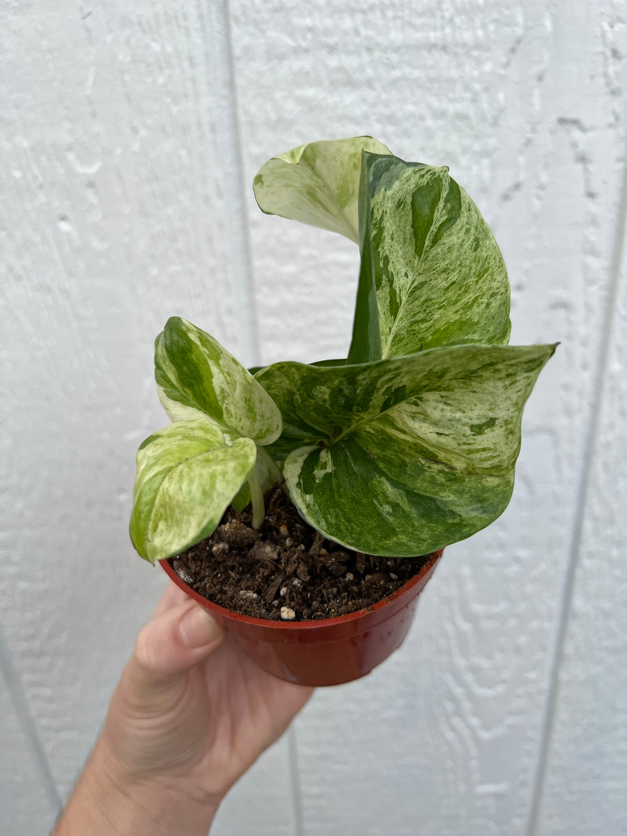 Pothos Manjula – In Succulent Love