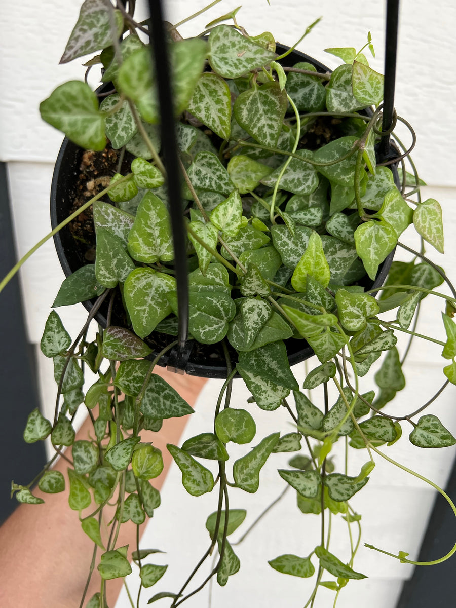 Ceropegia Woodii ‘String of Arrows’ – In Succulent Love
