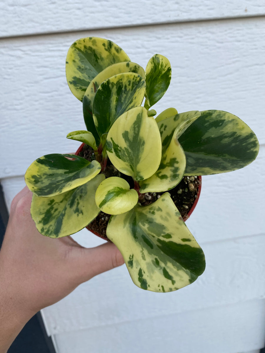 Peperomia obtusifolia 'Golden Gate' – In Succulent Love