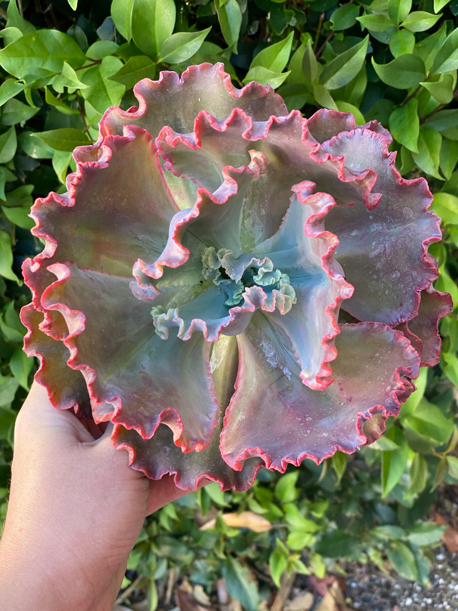 Echeveria Red Ruffle - 6in – In Succulent Love