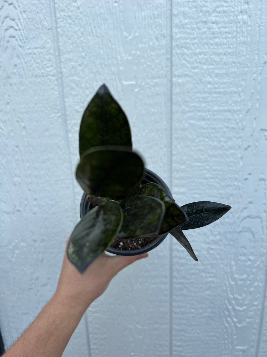 Black Raven ZZ Plant – In Succulent Love