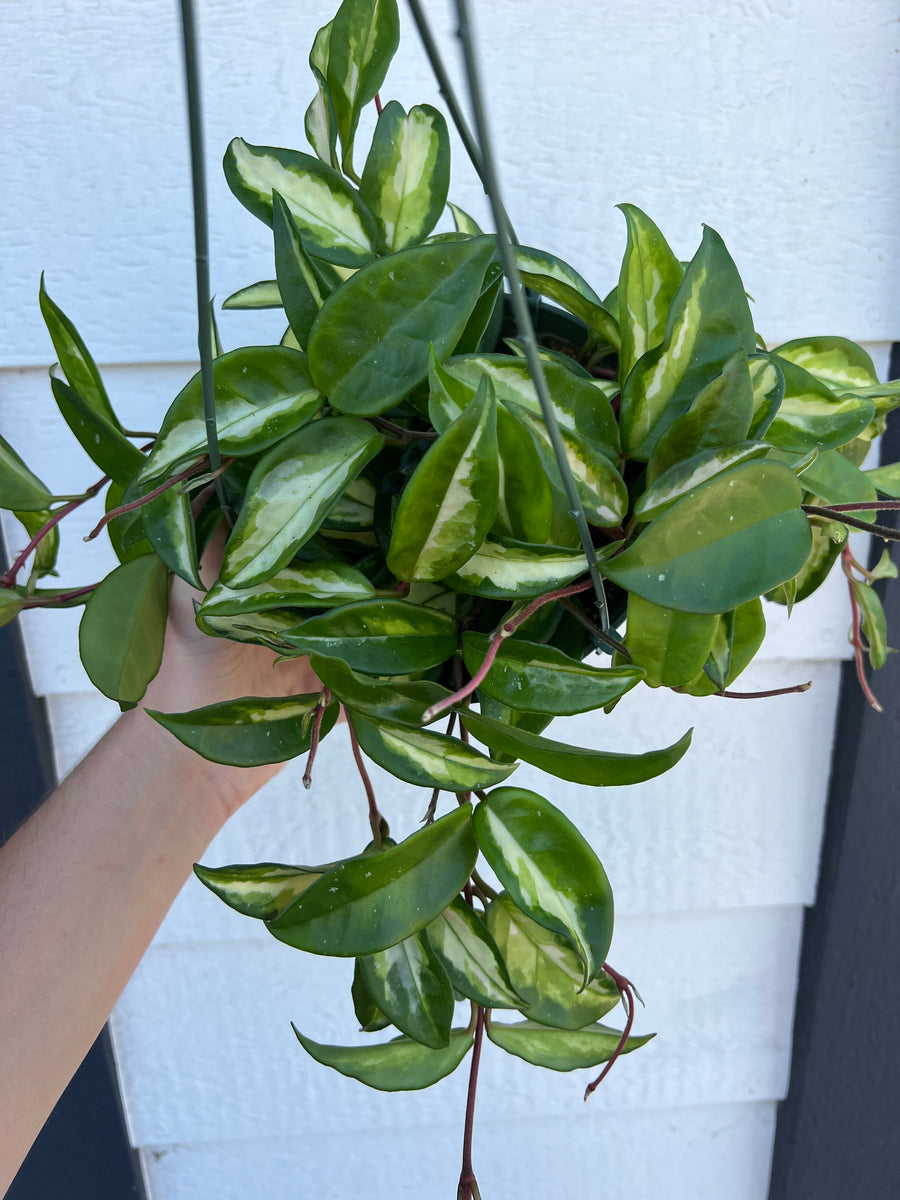 Hoya Carnosa Krimson Princess – In Succulent Love