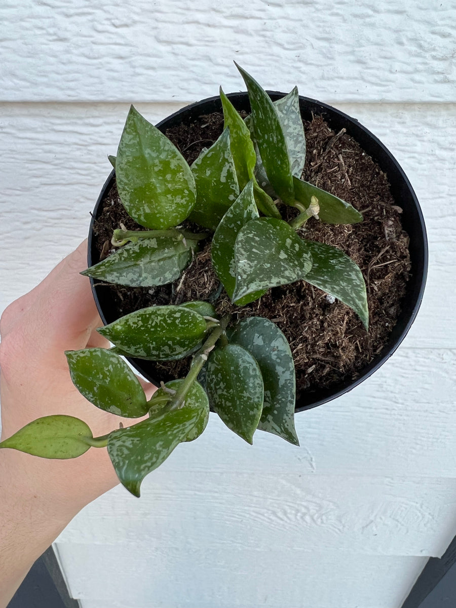 Hoya Krohniana Silver Splash – In Succulent Love