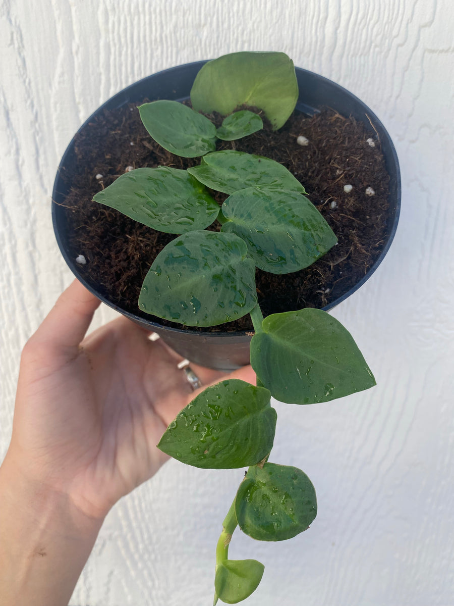 Rhaphidophora Hayi ‘Shingle Plant’ – In Succulent Love