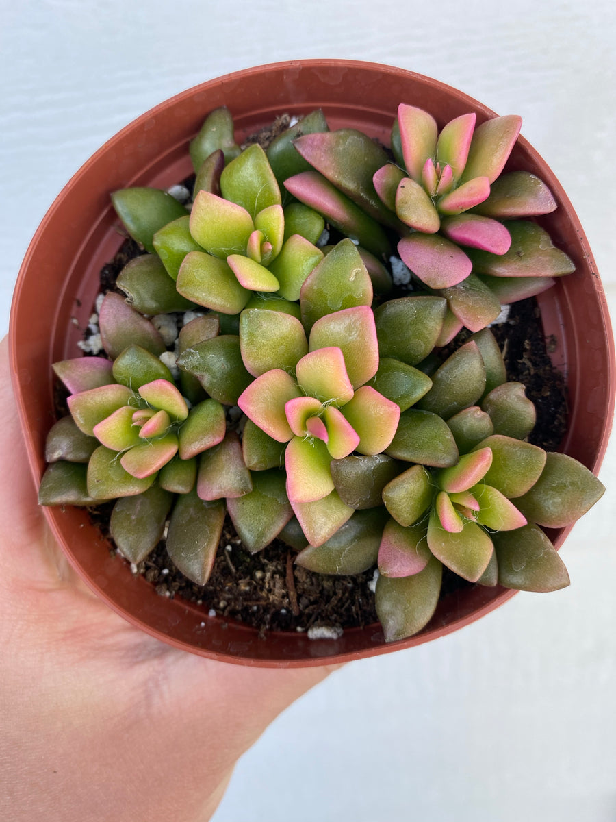 Anacampseros Telephiastrum Variegata ‘ Sunrise ’ – In Succulent Love