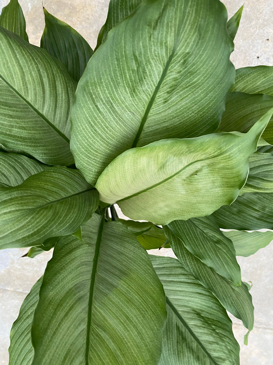 Spathiphyllum Platinum Mist ( Peace Lily ) – In Succulent Love