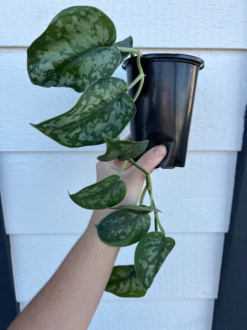 Scindapsus Pictus Silver Splash Pothos – In Succulent Love