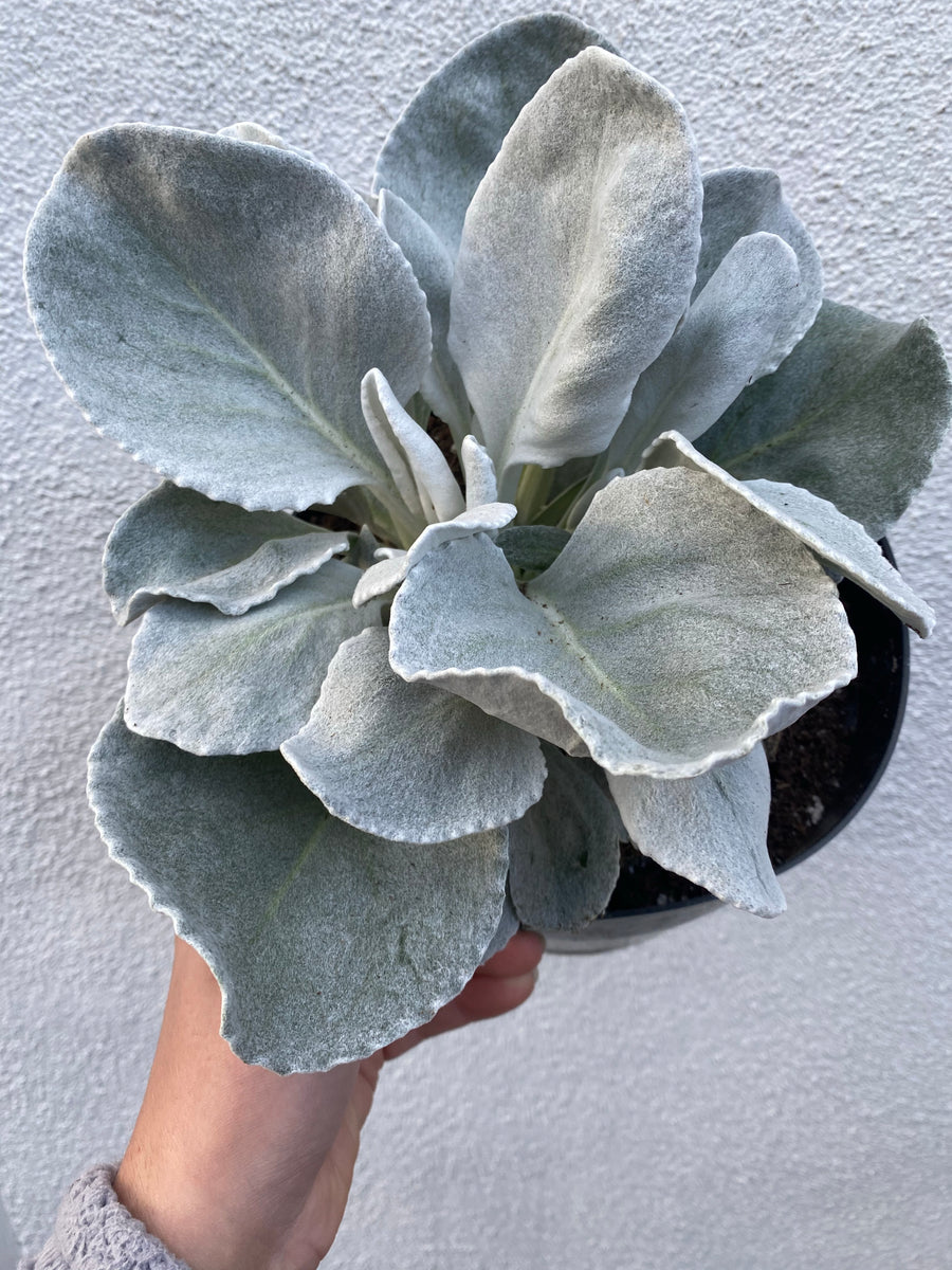 Senecio Angel Wings (USPP 28830) – In Succulent Love