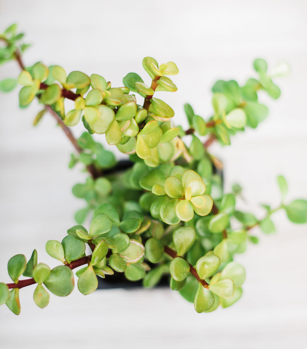 Portulacaria Afra. Green (Elephant Bush) – In Succulent Love